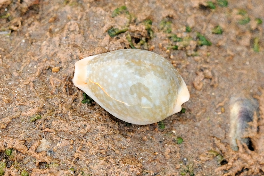 Naria miliaris from Port Hedland on August 6, 2023 at 06:54 AM by ...