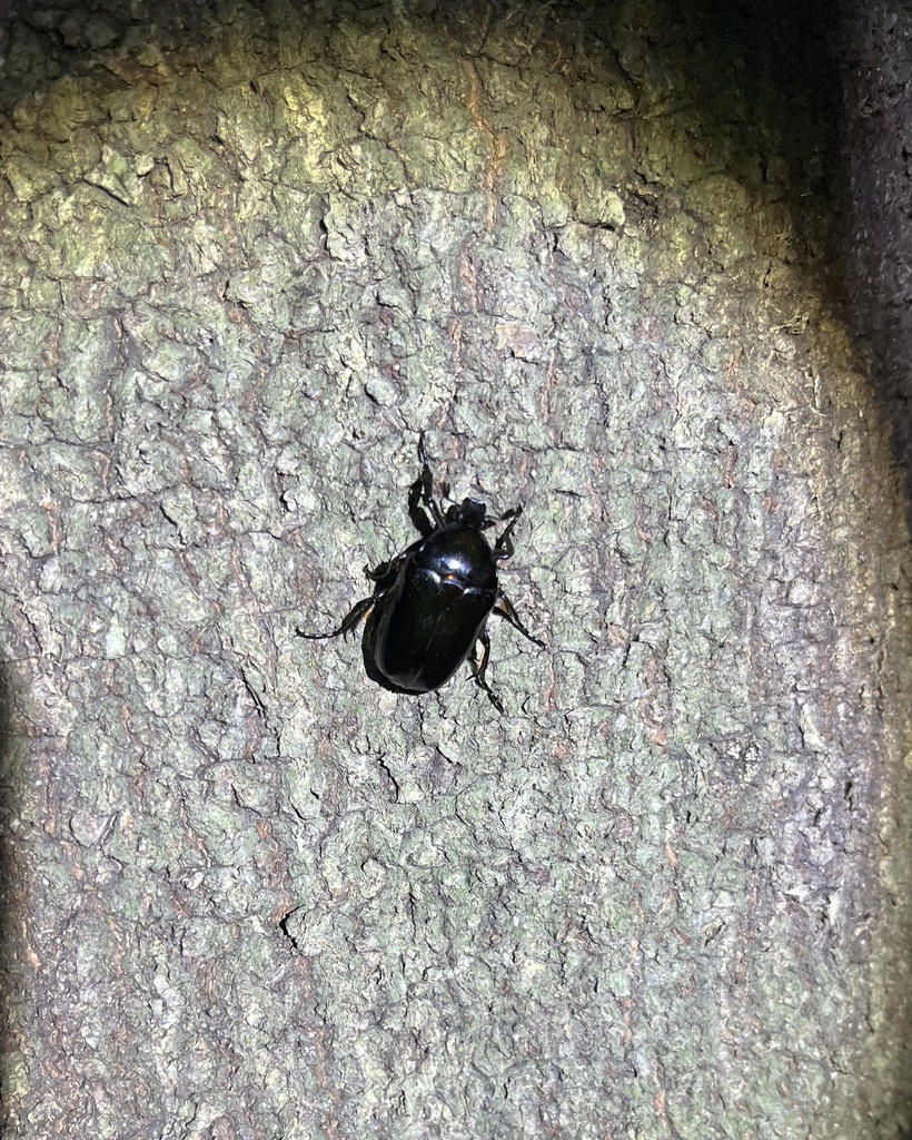 Black Drone Beetle in August 2023 by mako328 · iNaturalist