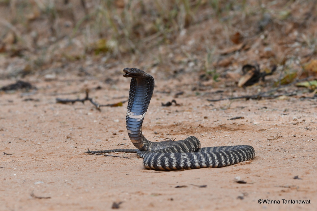 Zebra Spitting Cobra from Waterberg, Namibia on May 7, 2023 at 09:50 AM ...