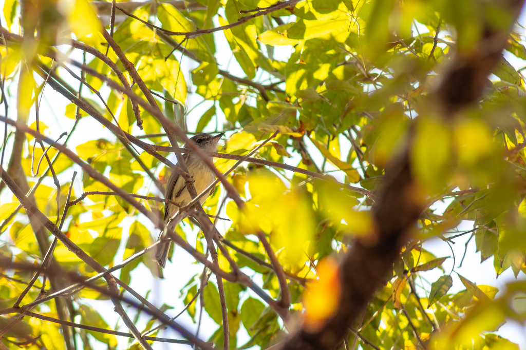 Flammulated Flycatcher from Cihuatlán, Jal., México on June 12, 2023 at ...
