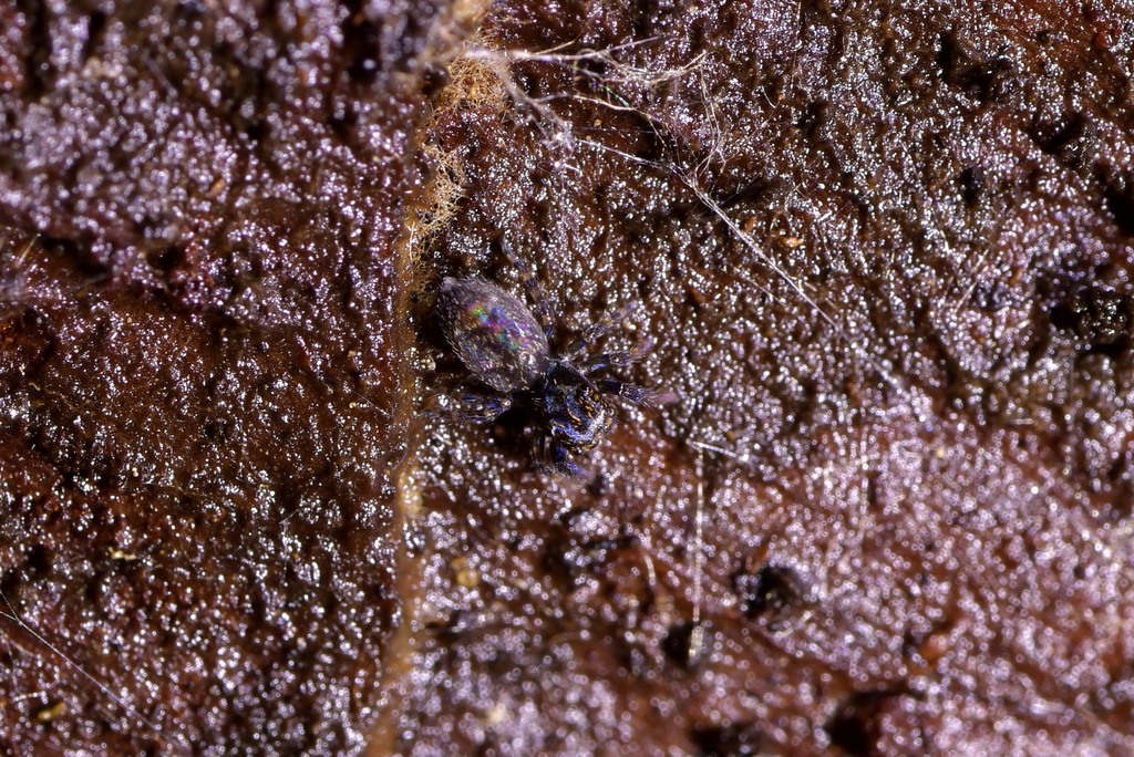 Jumping Spiders from Trentham, Upper Hutt, New Zealand on August 5 ...