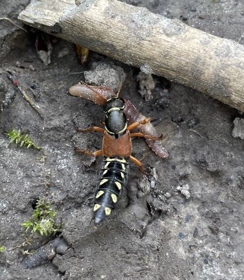 Staphylinus caesareus from Дніпро, Дніпропетровська область, UA on June ...