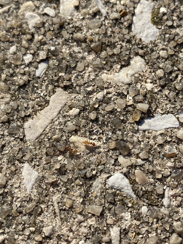 High Noon Ant from Shell Pile, Wildwood Crest, NJ, US on August 11 ...