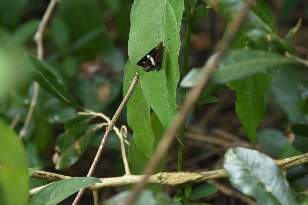 common banded demon from Neeeliyarkottam on December 14, 2018 at 01:20 ...