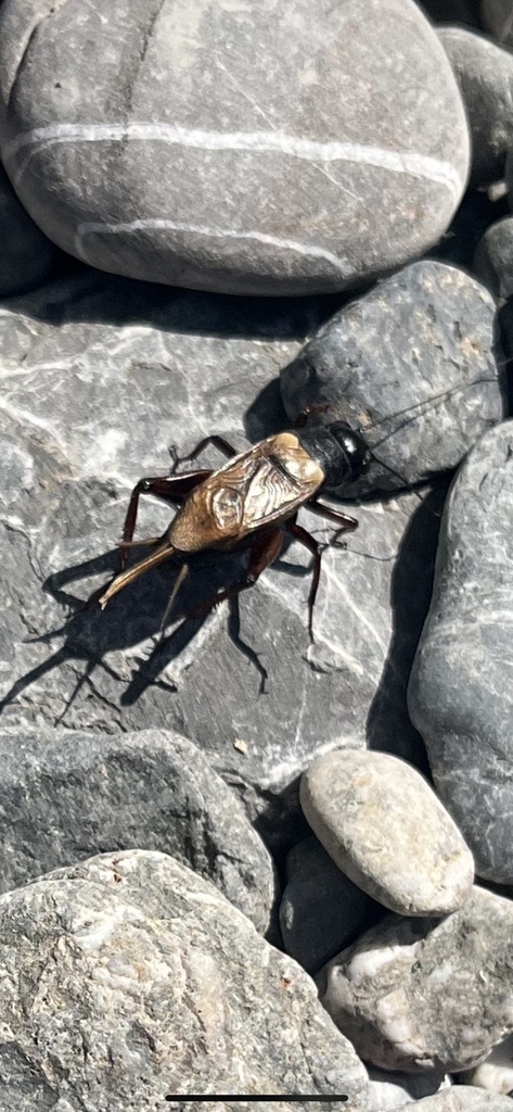 Southern Field Cricket from Kos, Kos, South Aegean, GR on August 11 ...