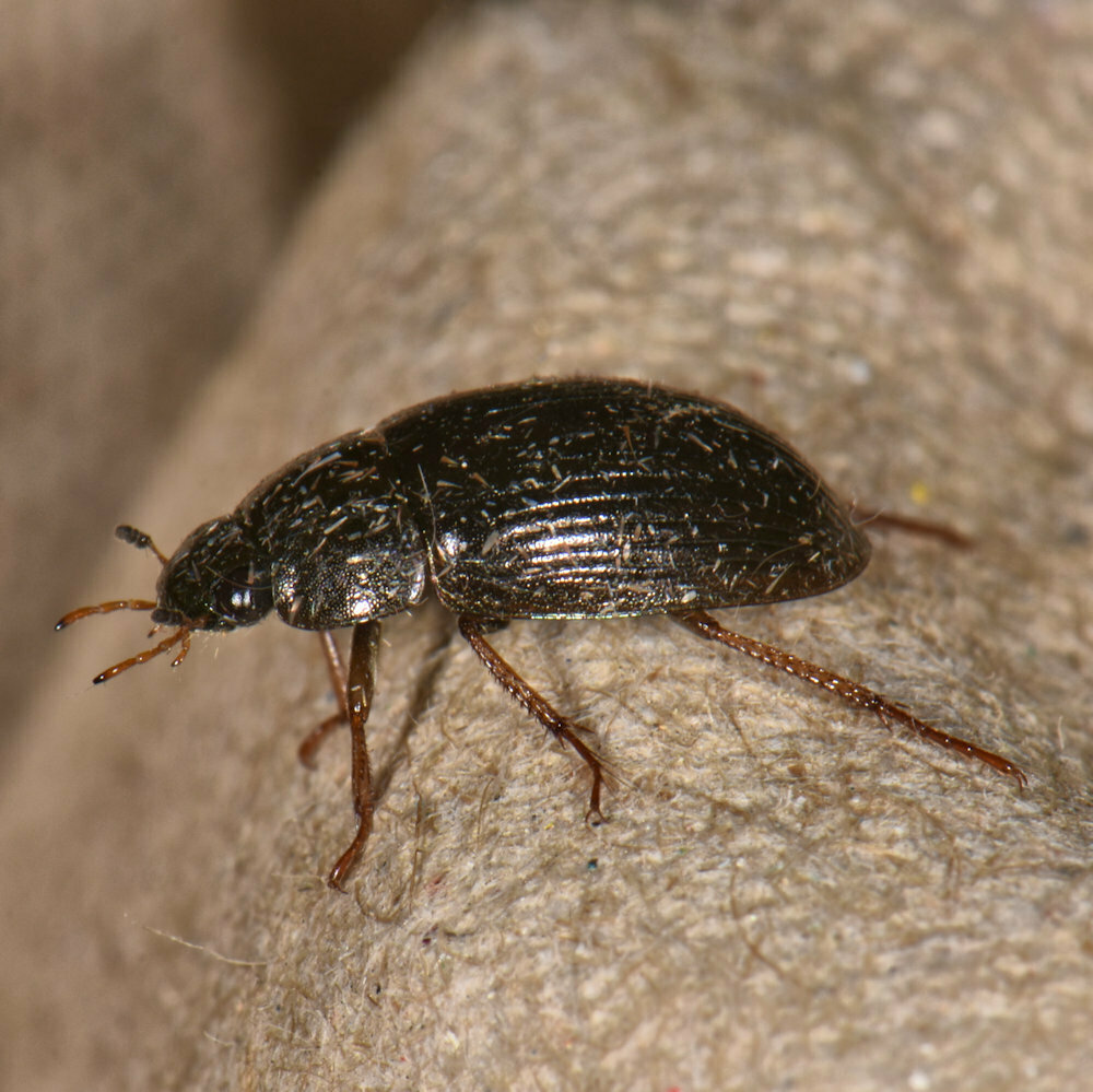 Hydrobius fuscipes from Door County, WI, USA LepiLED 5 on July 29, 2023 ...