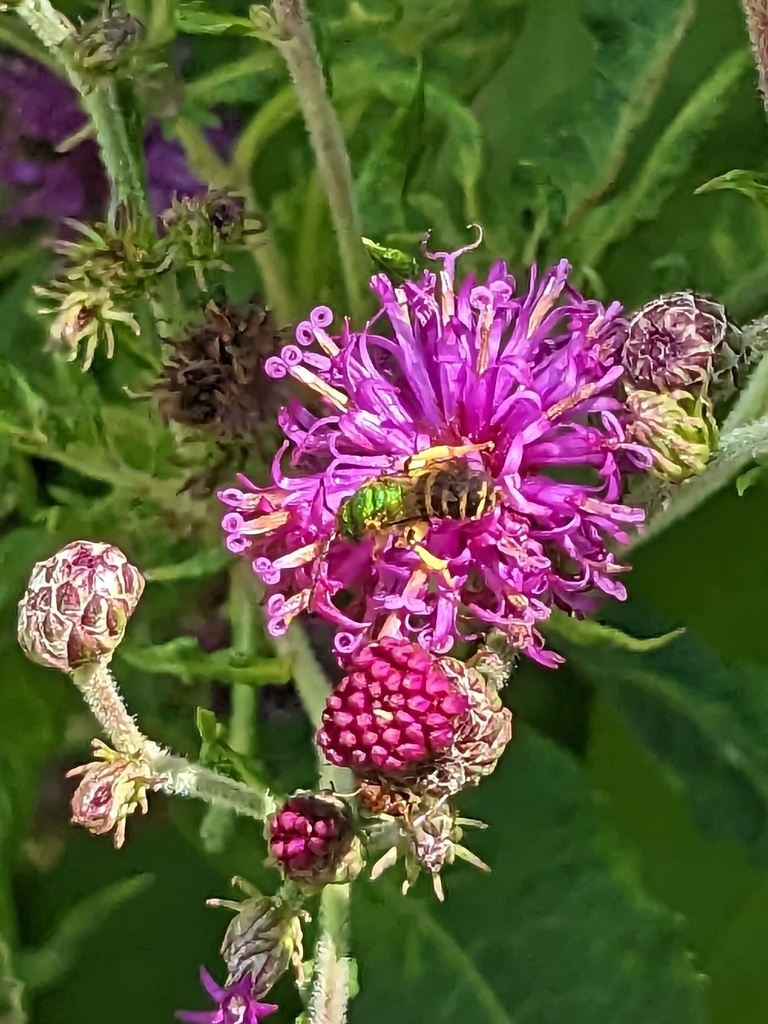 Bicolored Striped Sweat Bee in August 2023 by Colleen Burgess Crank ...