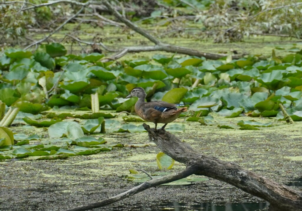Wood Duck in August 2023 by Gary Morrissey · iNaturalist