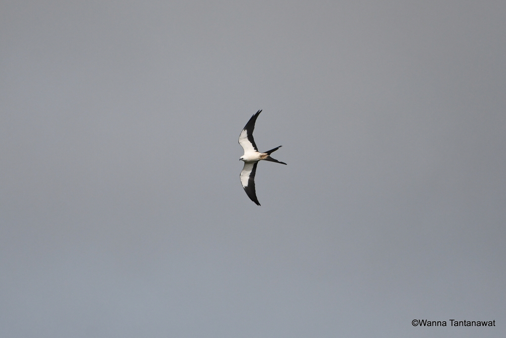 Swallow-tailed Kite from Puntarenas Province, Monteverde, Costa Rica on ...