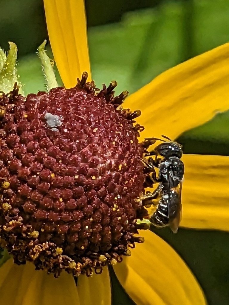 Armored-Resin bees in August 2023 by Colleen Burgess Crank. Sbee-home ...