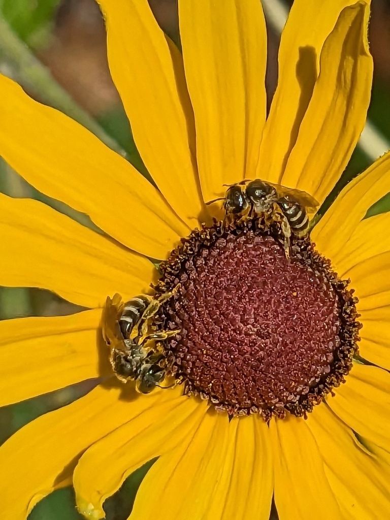 Furrow Bees in August 2023 by Colleen Burgess Crank. Sbee-home, 25 ...