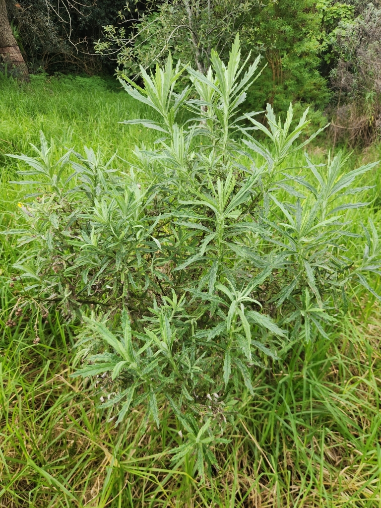 Shoddy Ragwort from Loevenstein, Cape Town, 7530, South Africa on ...