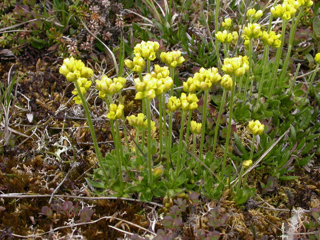 Alpine Whitlow-grass from Polar Bear Provincial Park, Burntpoint ...