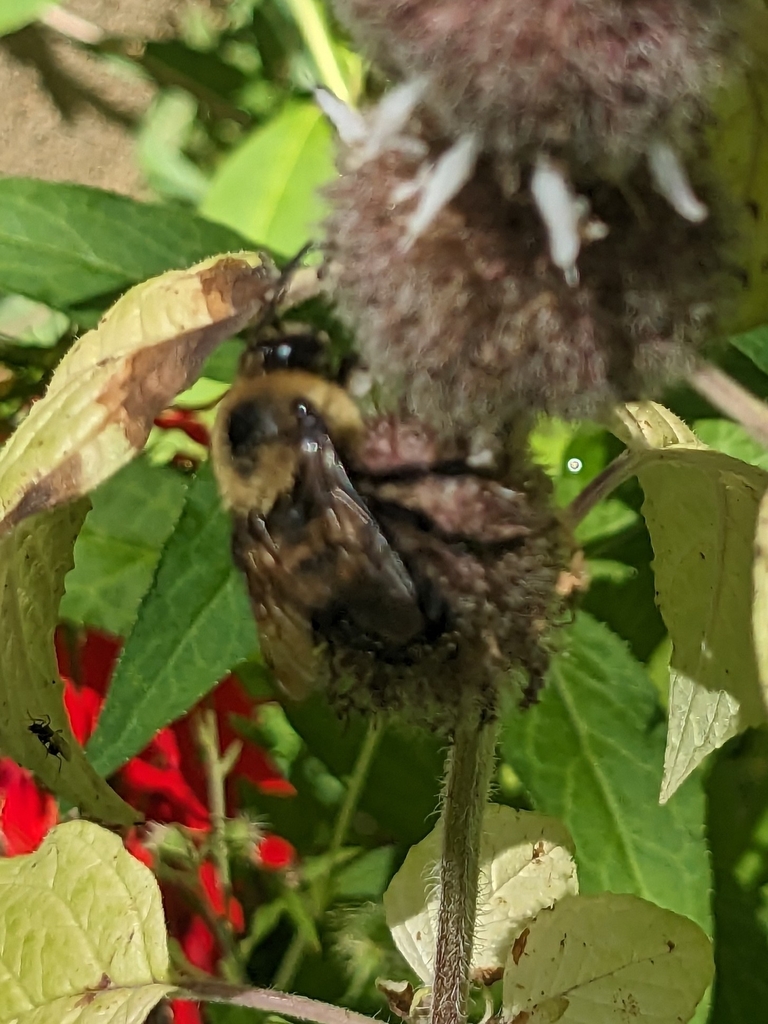 Brown-belted Bumble Bee in August 2023 by Colleen Burgess Crank. Sbee ...