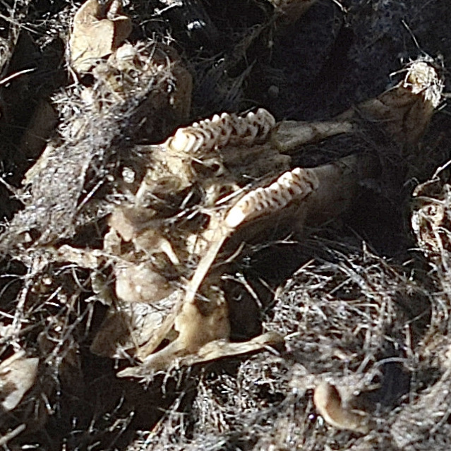 California Vole from Ed R. Levin County Park, CA, USA on August 10 ...