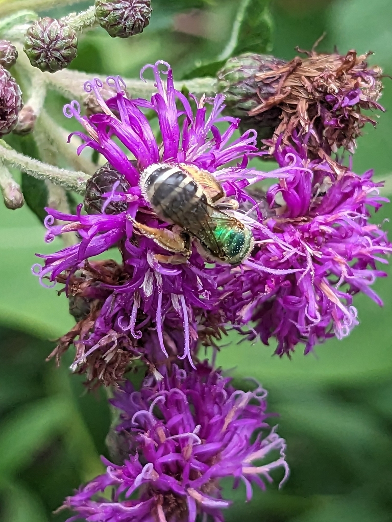 Bicolored Striped Sweat Bee in August 2023 by Colleen Burgess Crank ...