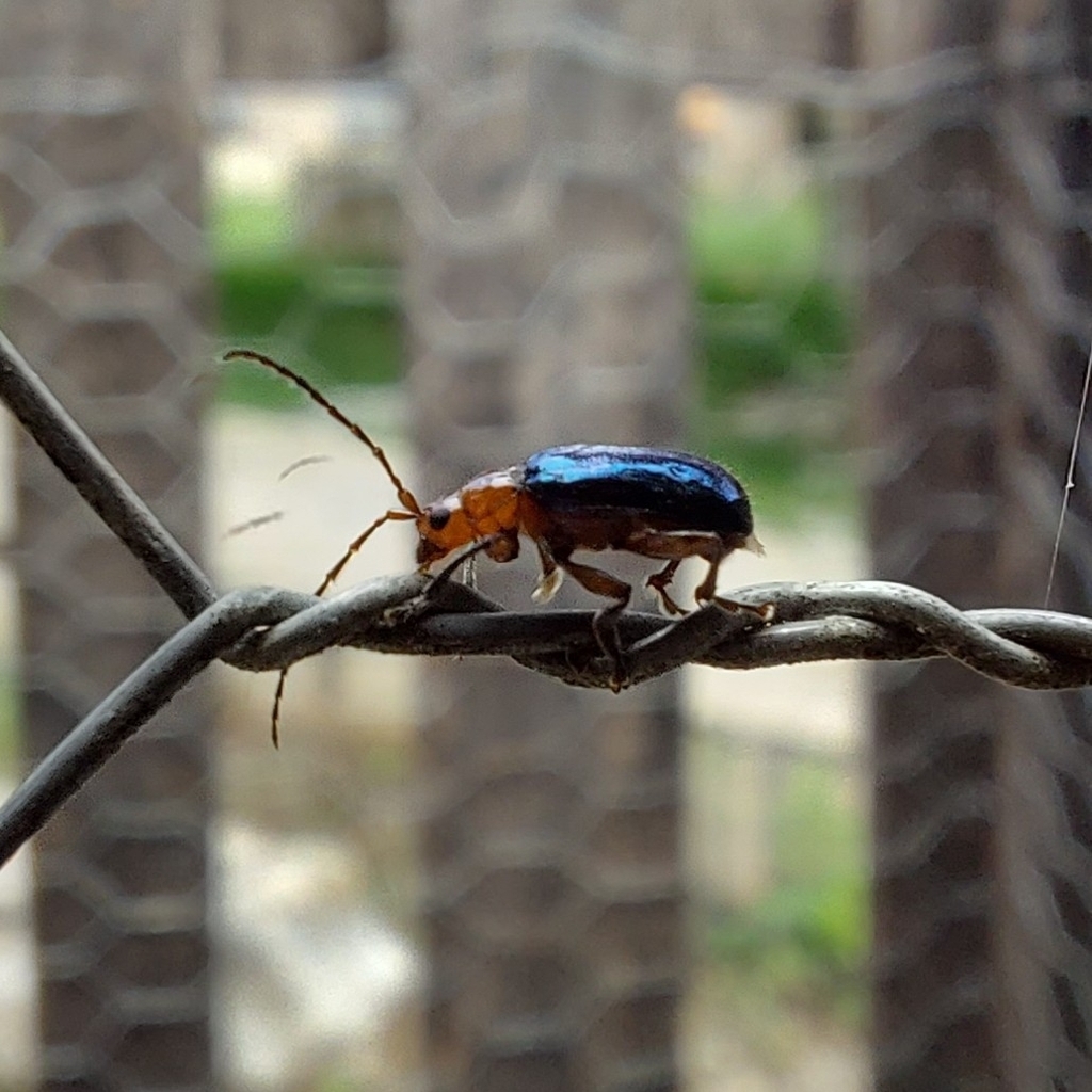 Skeletonizing Leaf and Flea Beetles from 29015 Chis., México on August ...