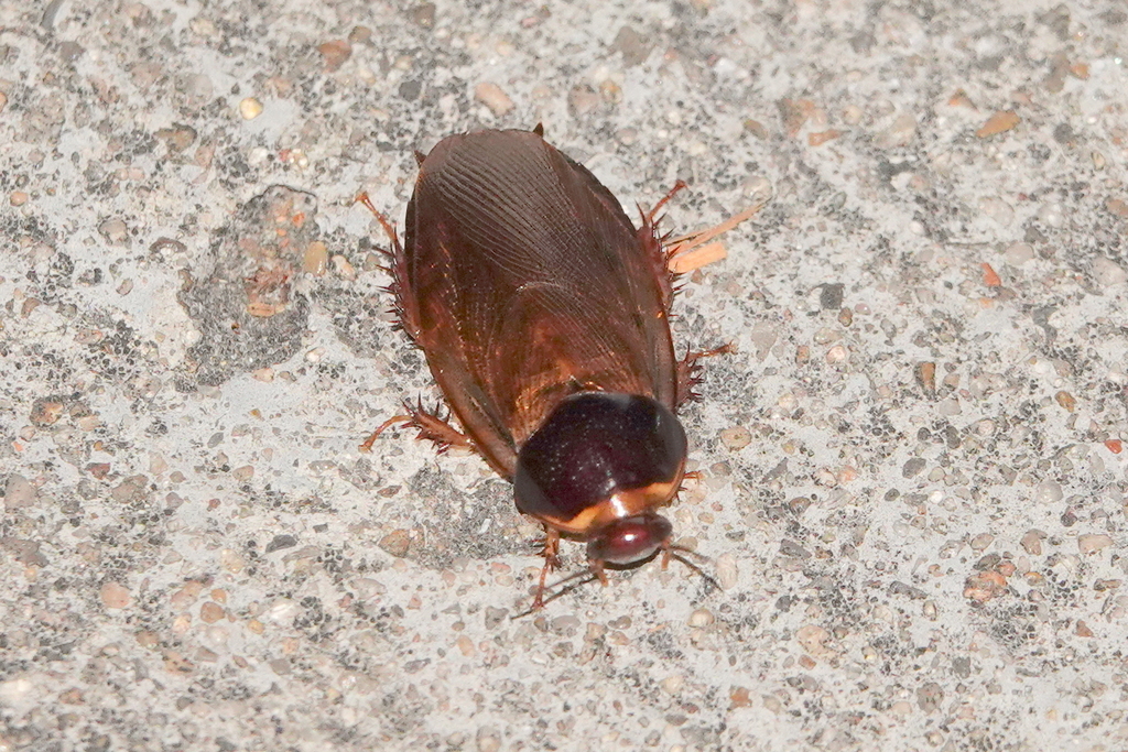 Surinam Cockroach in June 2023 by sarinole · iNaturalist