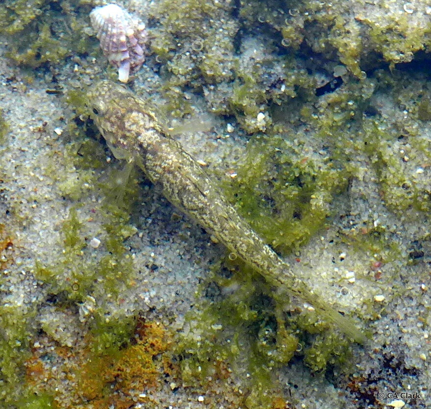 Largemouth Goby (Redigobius macrostoma) - Marine Life Identification