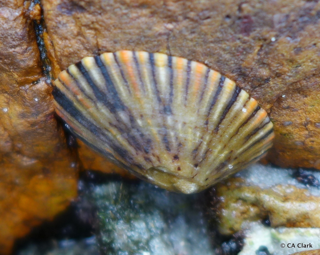 Variegated limpet (Parsley Bay and Surrounds Marine Invertebrates ...