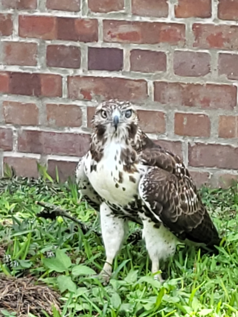 Red-tailed Hawk from Parking & Transportation Services, Gainesville, FL ...