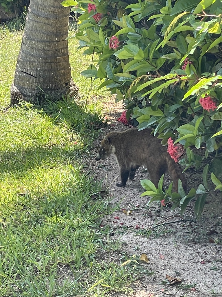 White-nosed Coati from Ocean Maya Resort, Ocean Maya Royale, Q. Roo ...