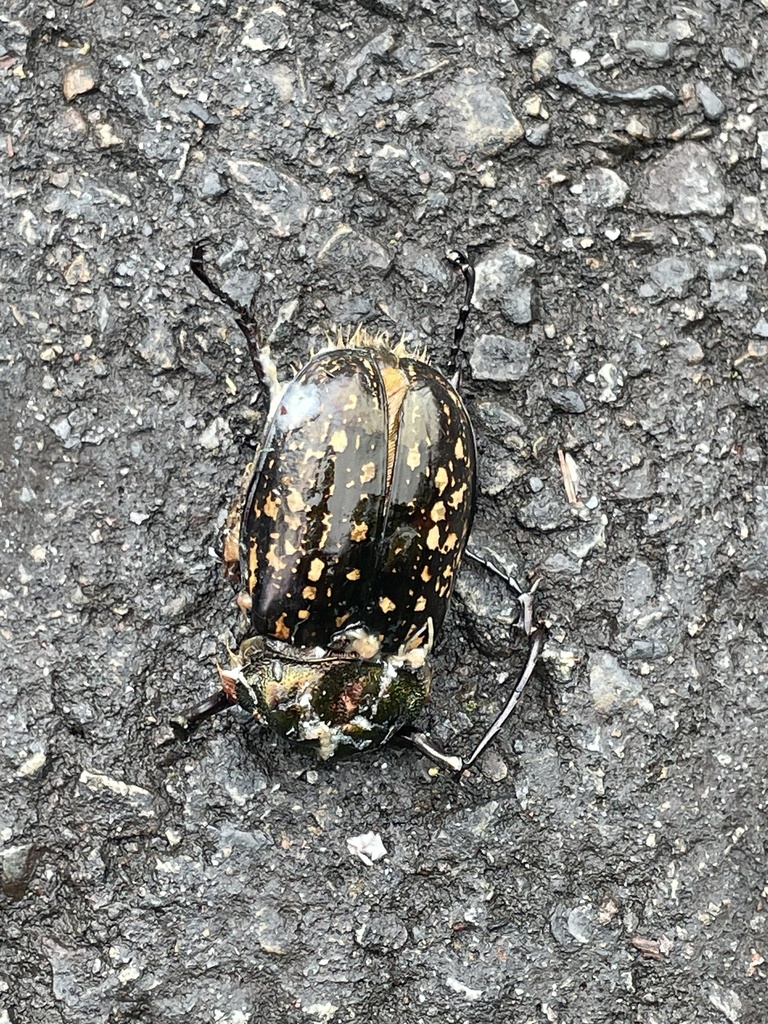 Formosan Long-armed Scarab in August 2023 by boxiang · iNaturalist