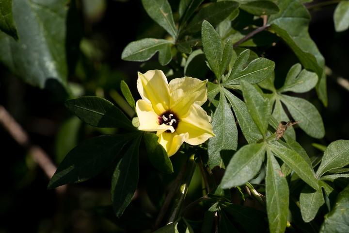 Gold Dwarf Morning Glory from Mahlongwana S, Ezembeni, South Africa on ...