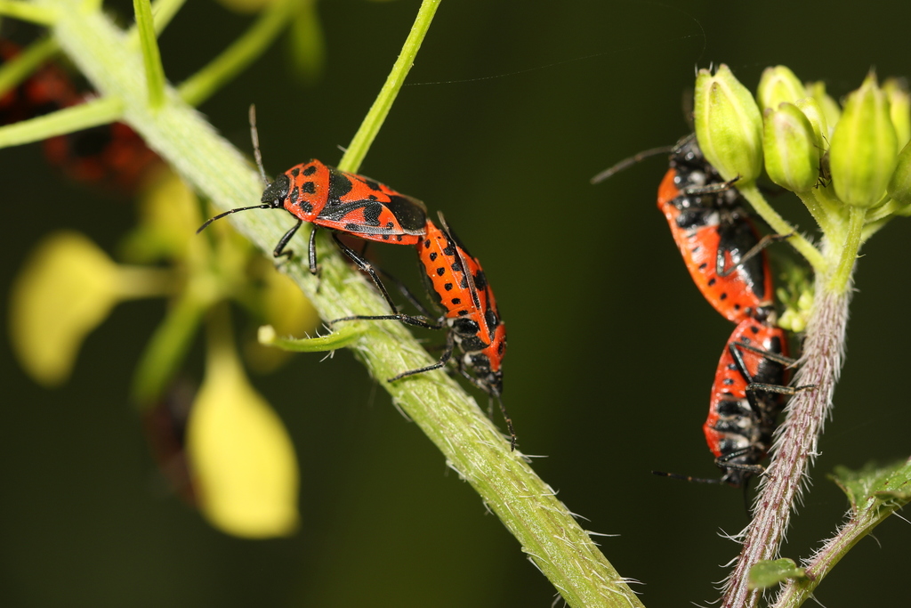 red cabbage bug from Yehuda Burla St 1, Jerusalem, Israel on April 5 ...