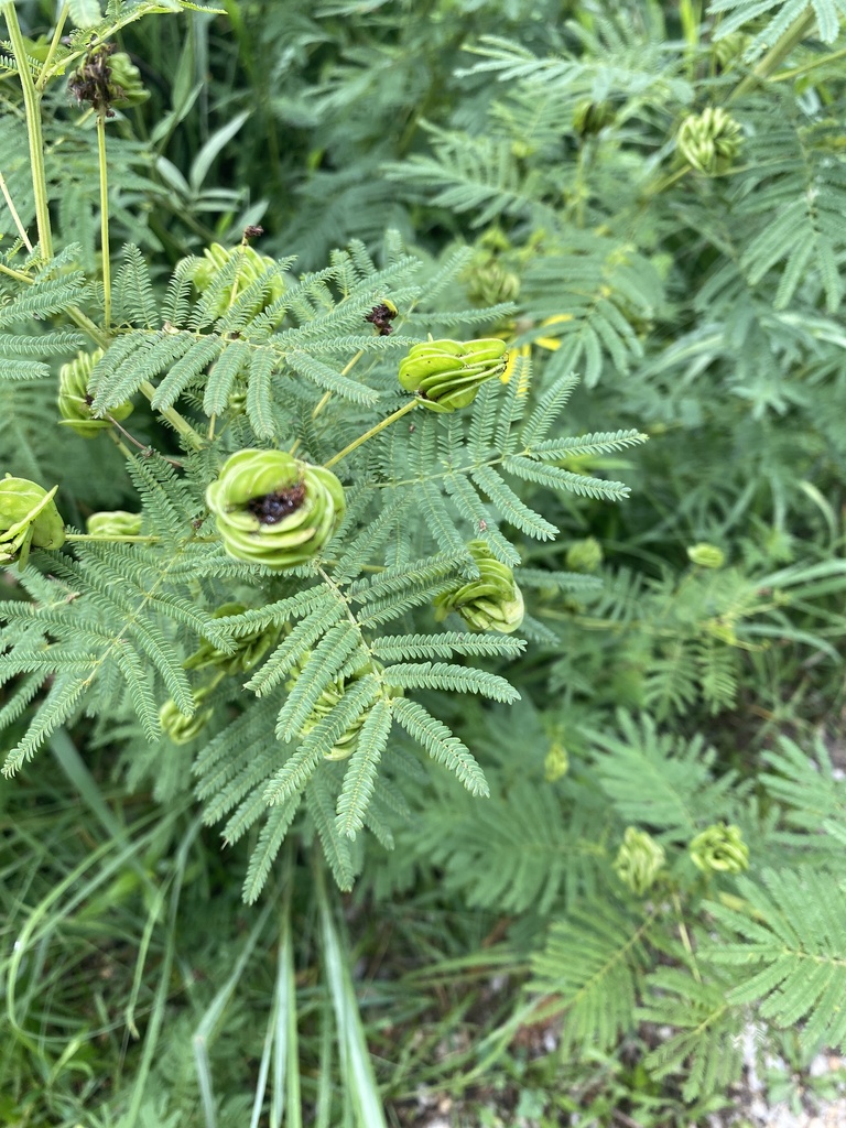 Illinois bundleflower from Edgebrooke Dr, Lisle, IL, US on August 11 ...