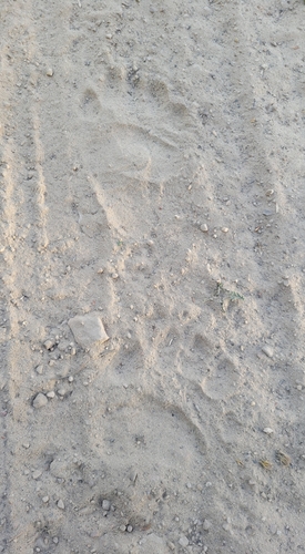 Black Bear Tracks – NatureTracking