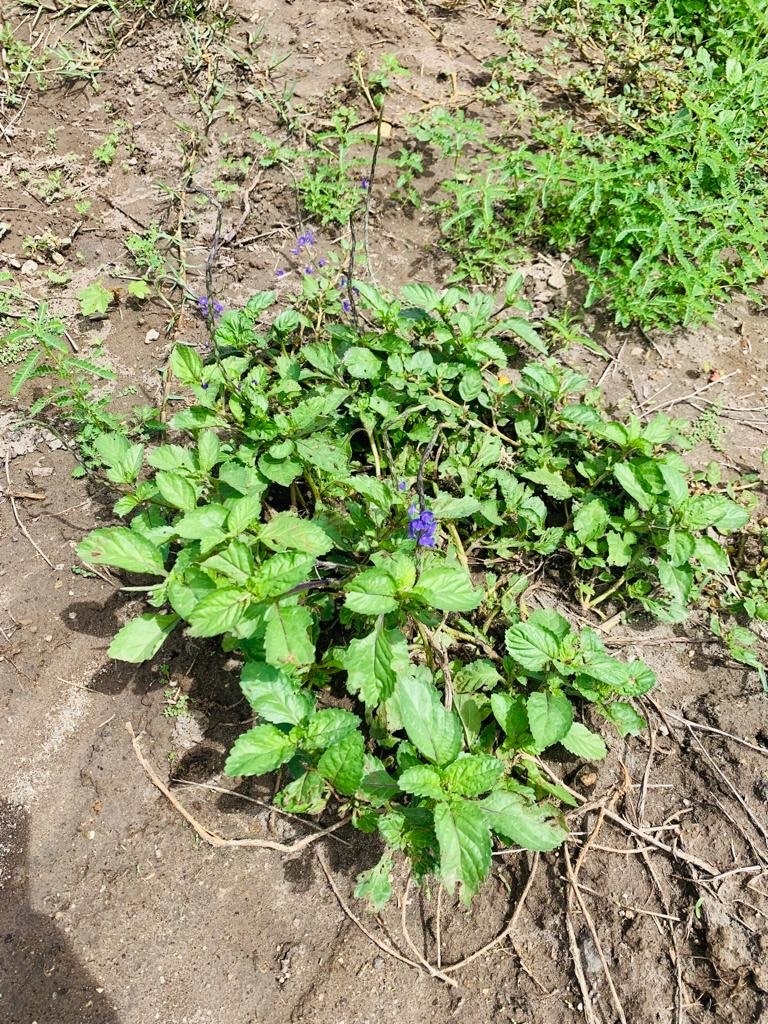 Blue Porterweed from Montserrat, MS on 11 August, 2023 at 11:55 AM by ...