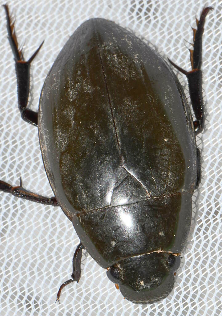 Great Silver Water Beetle from Le Bourget-du-Lac, France on April 19 ...