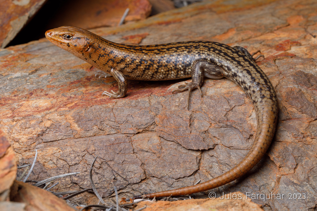 Centralian Ranges Rock Skink from Tjoritja/West MacDonnell National ...