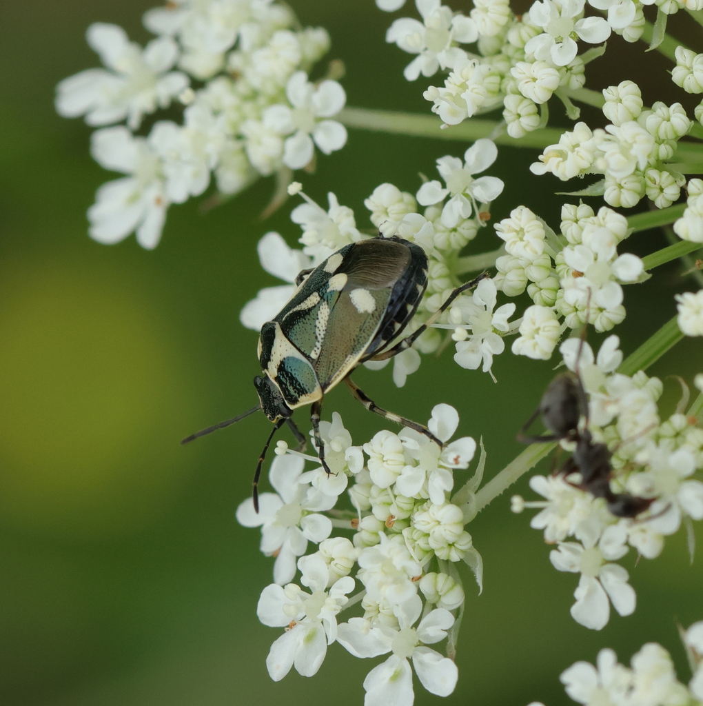 Cabbage Bug from Gonfreville-l'Orcher, France on August 11, 2023 at 06: ...