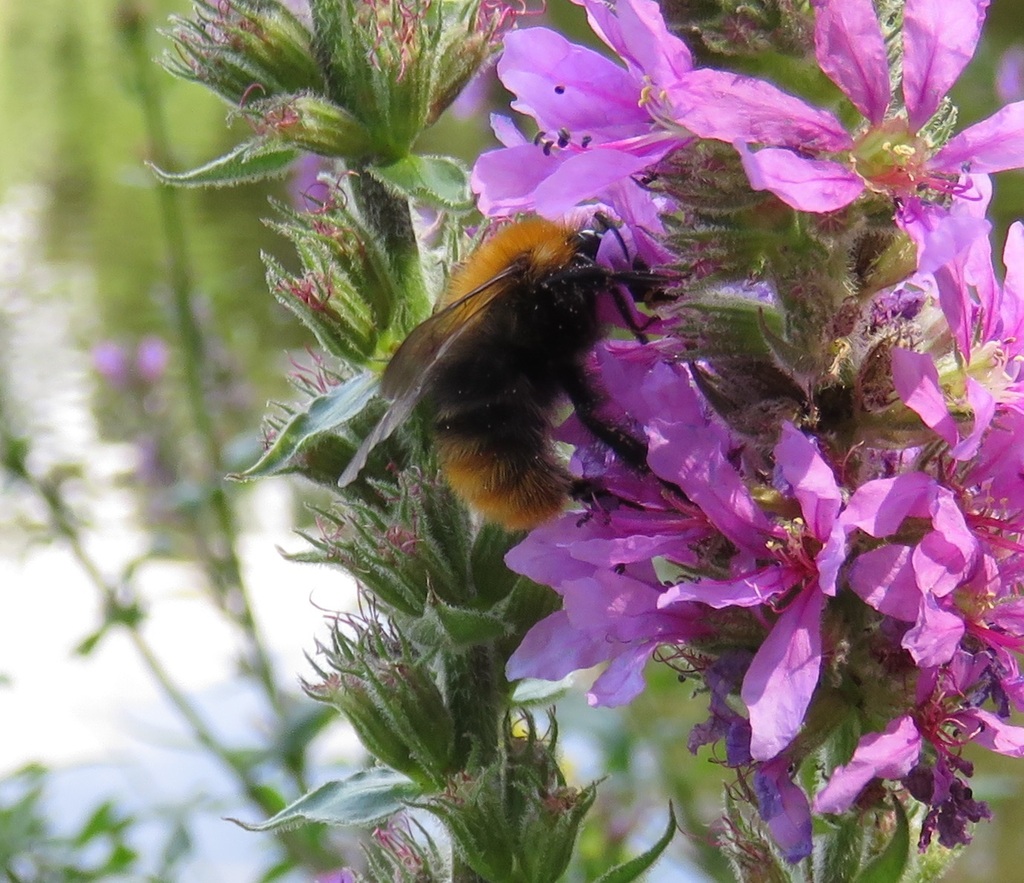 Common Carder Bumble Bee from Sofia, Bulgaria on August 2, 2023 at 10: ...