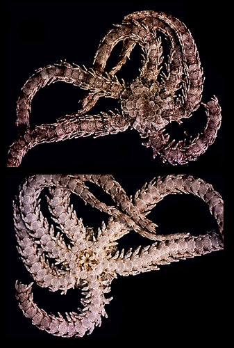 Ophiactis virens · iNaturalist