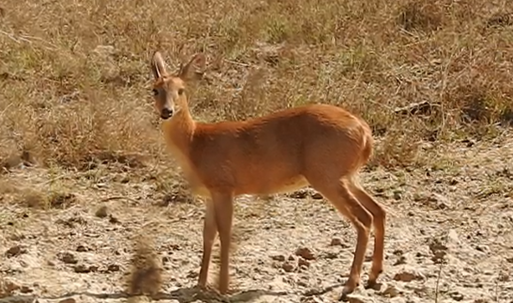 Four-horned Antelopes (Tetracerus) - Know Your Mammals