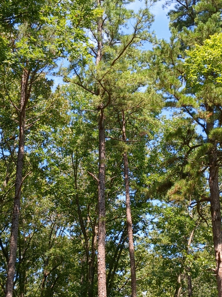 shortleaf pine from Rolla, MO, USA on August 11, 2023 at 11:28 AM by lindafrederick · iNaturalist