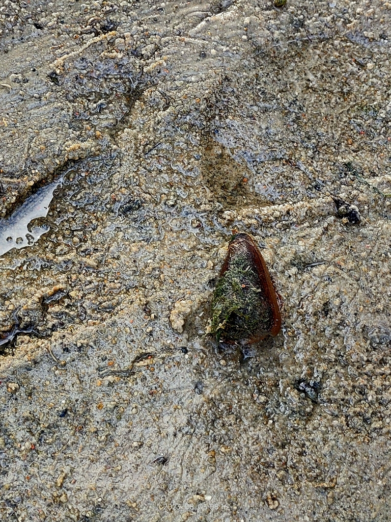 Cone Snails from Lazarus Island on August 5, 2023 at 08:16 AM by sharma ...
