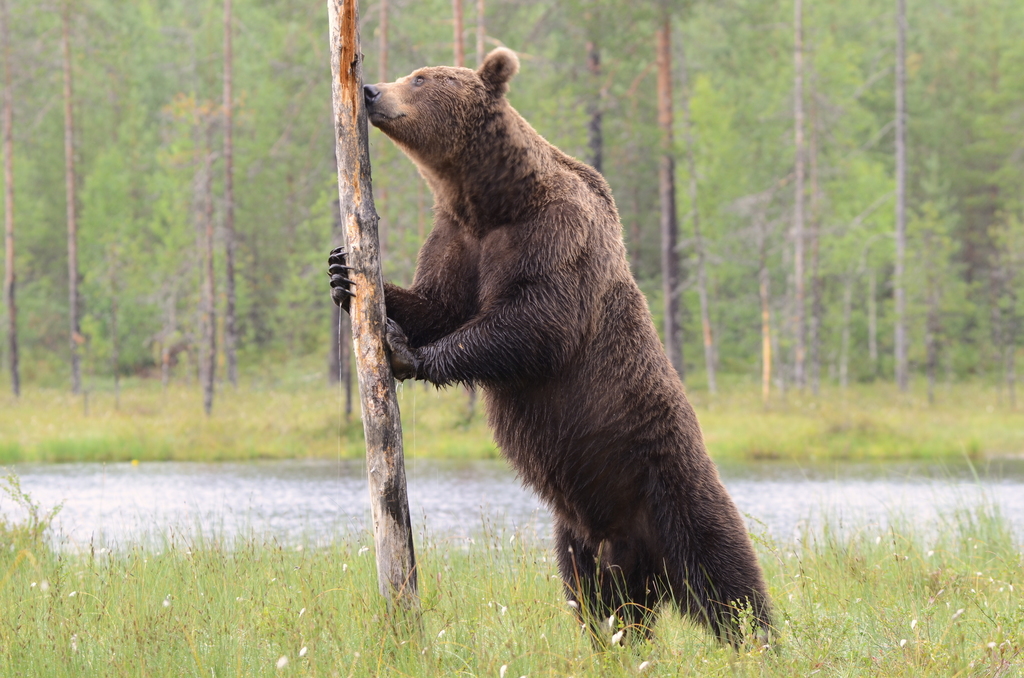 Eurasian Brown Bear (Ursus arctos arctos) - Know Your Mammals