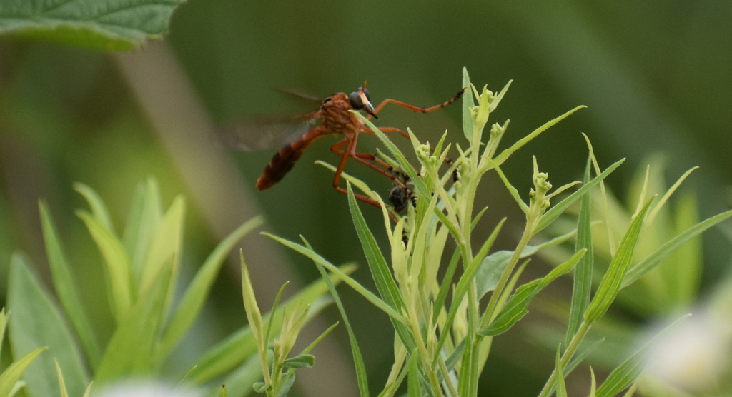 Diogmites neoternatus from Russ Nature Reserve, Beavercreek, Ohio on ...
