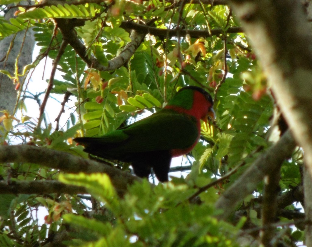 Collared Lory from Ba, Fiji on March 10, 2017 at 05:11 PM by Aalbert ...