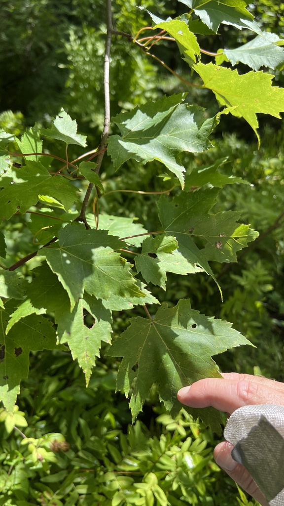 red maple from Woodstock, VT, US on August 11, 2023 at 11:00 AM by Kent ...