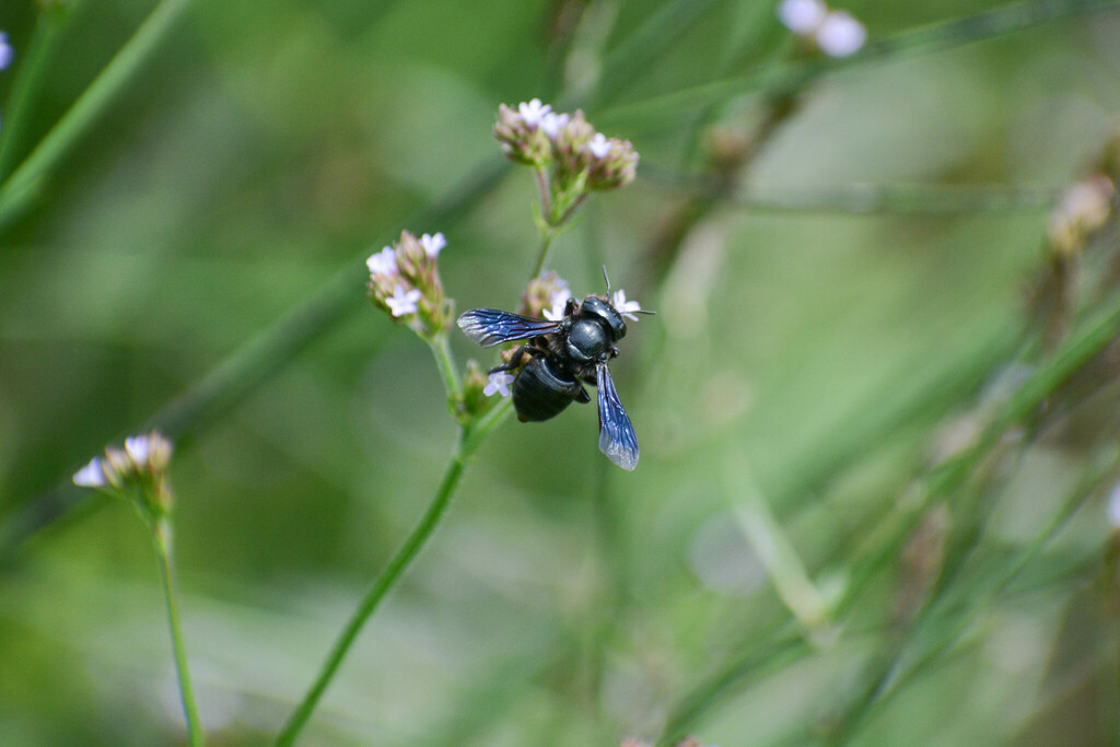 Carpenter-mimic Leafcutter Bee from Northwest Raleigh, Raleigh, NC, USA ...