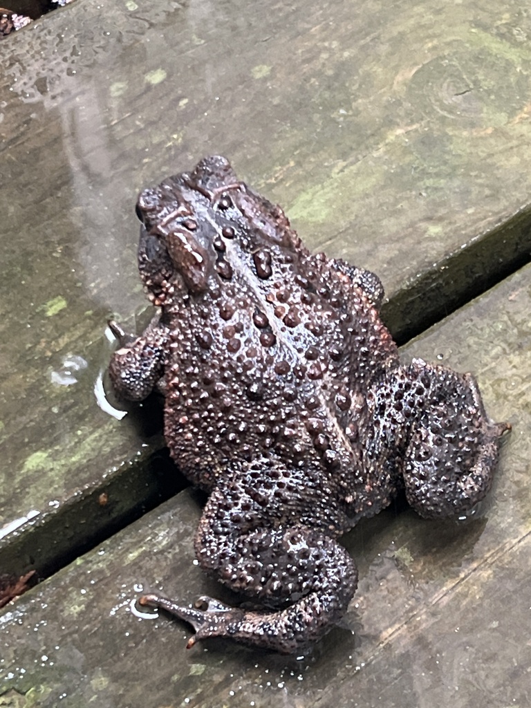 American Toad from Washington Island, Washington Island, WI, US on ...