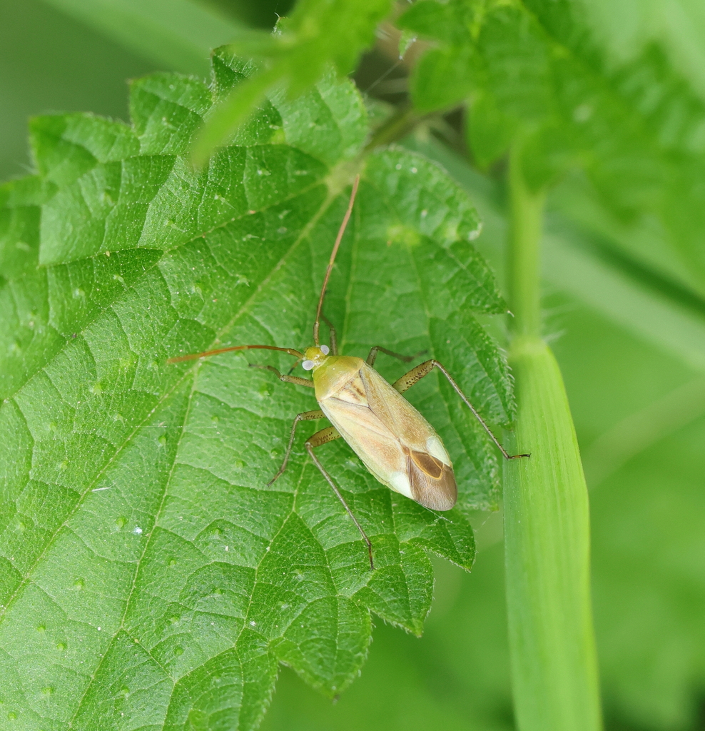 Alfalfa Plant Bug from Gonfreville-l'Orcher, France on August 11, 2023 ...