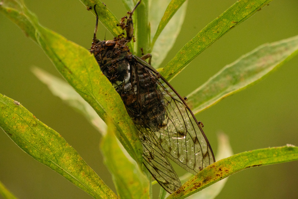 Robust Cicada from 日本、東京都多摩市連光寺桜ヶ丘公園 on August 9, 2023 at 06:10 PM by ...