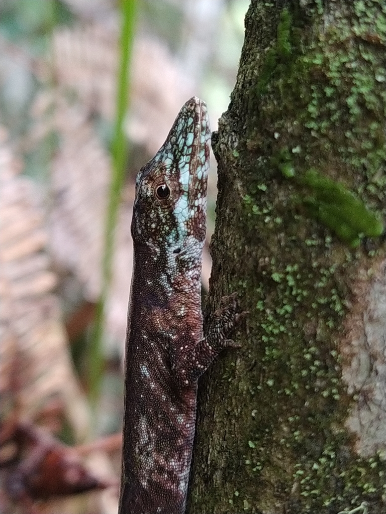 False Tiger Anole in April 2023 by thieresfiorotti · iNaturalist