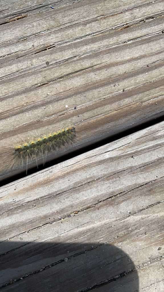 Fall Webworm Moth from Rye on August 11, 2023 at 01:21 PM by ...